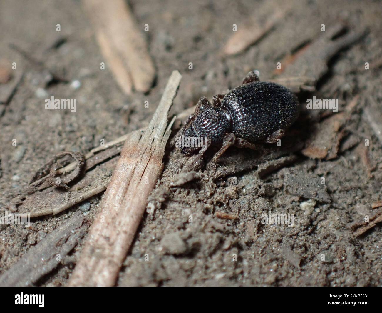 Strawberry Root Weevil (Otiorhynchus ovatus Stock Photo - Alamy