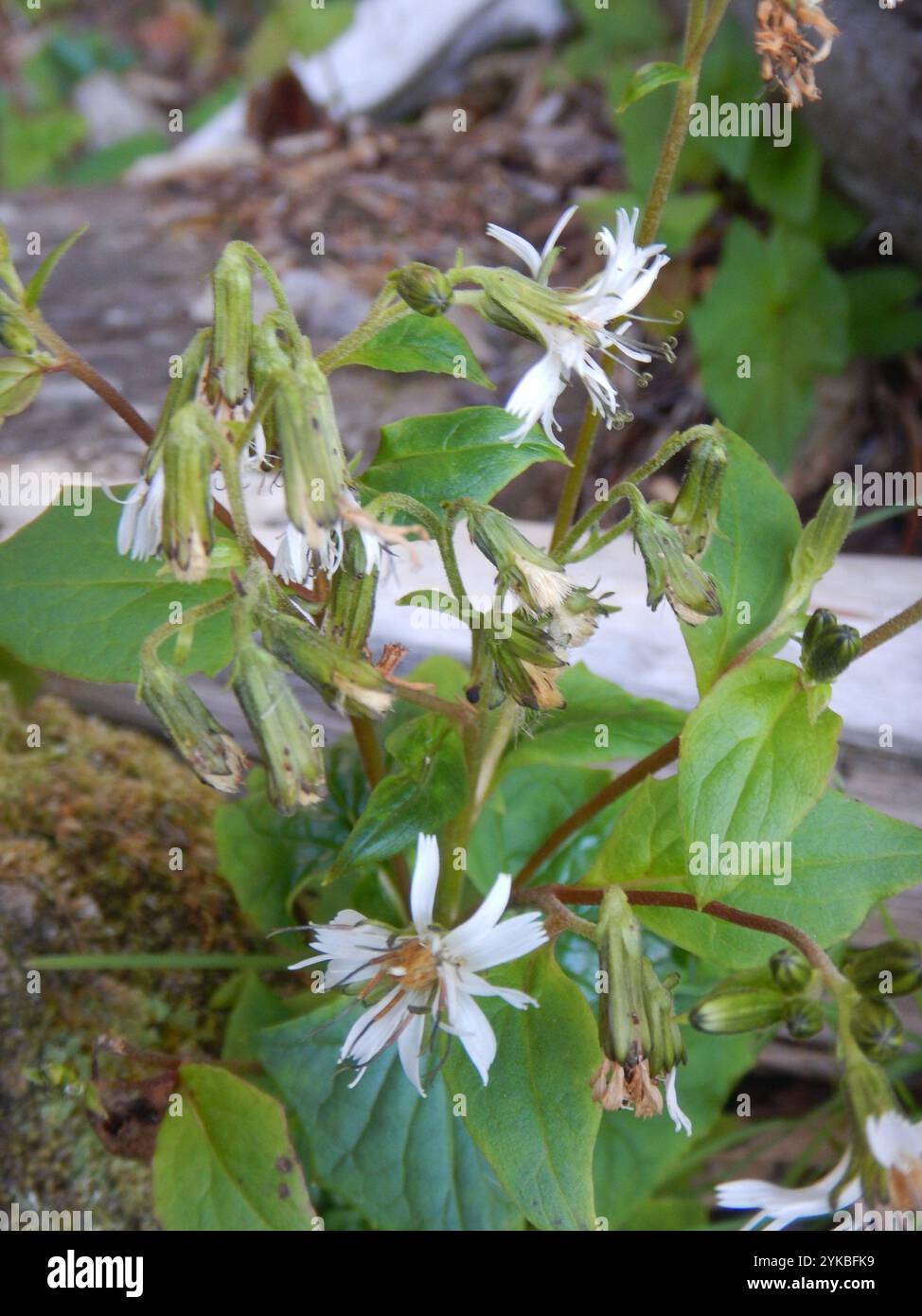 western rattlesnake root (Nabalus alatus Stock Photo - Alamy