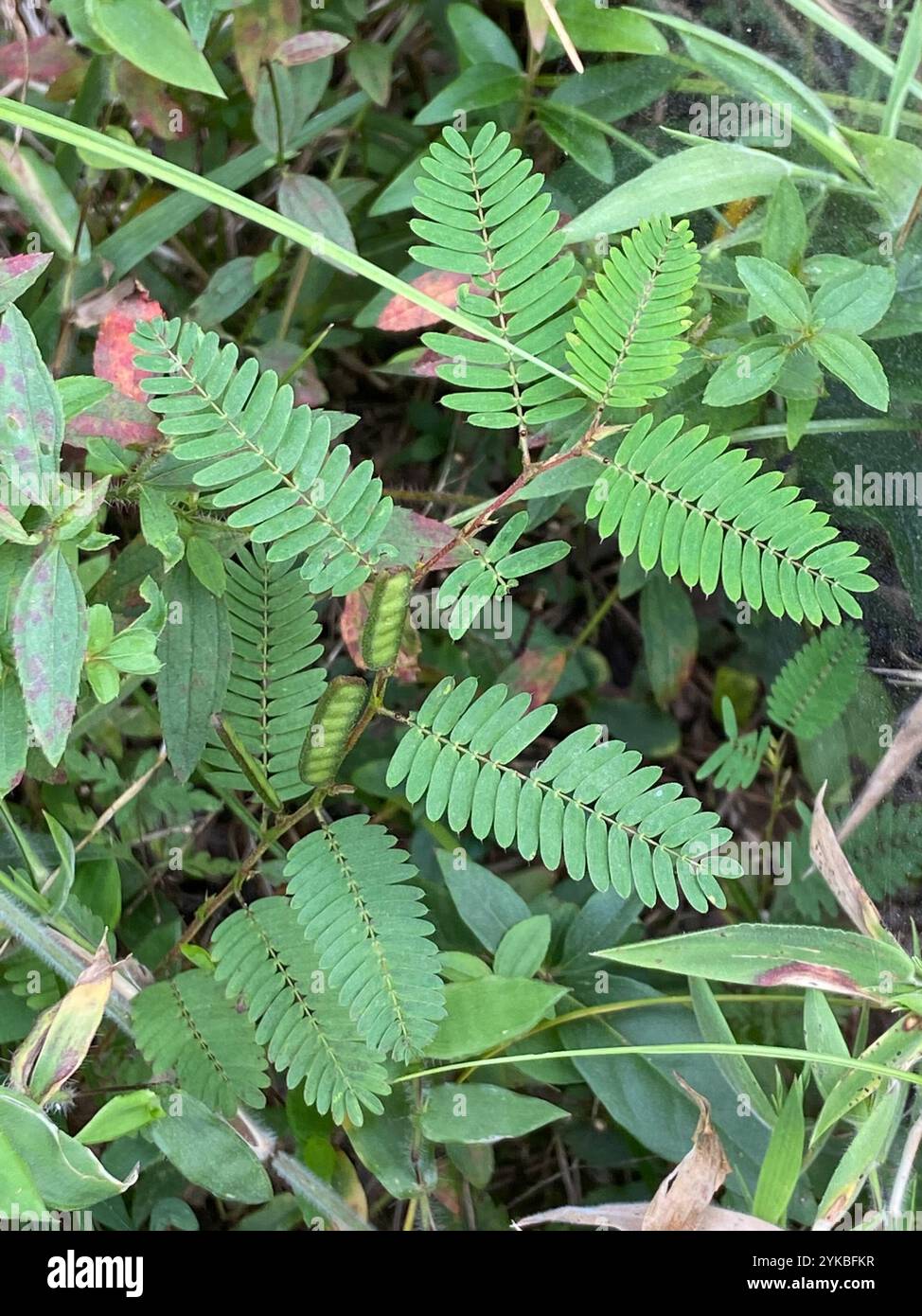 sensitive and partridge peas (Chamaecrista Stock Photo - Alamy