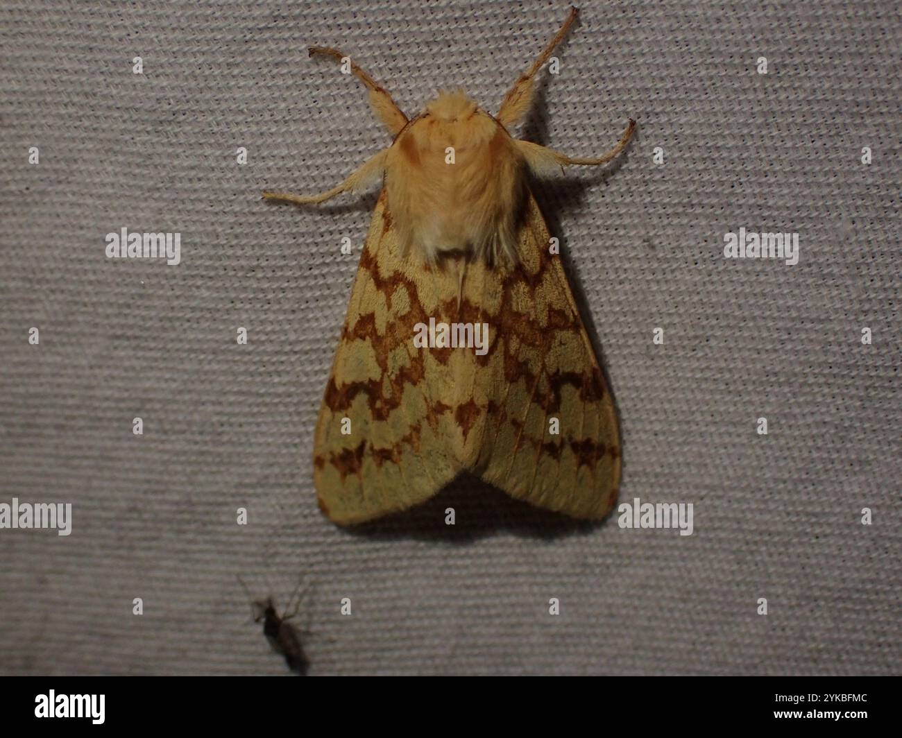 Spotted Tussock Moth (Lophocampa maculata Stock Photo - Alamy