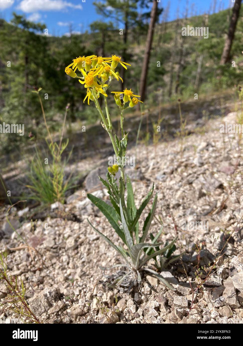 White Mountain Ragwort (Packera cynthioides Stock Photo - Alamy