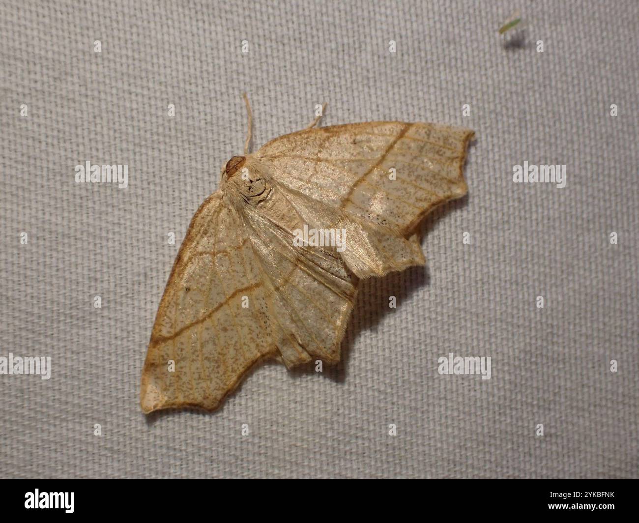 Oak Besma Moth (Besma quercivoraria Stock Photo - Alamy