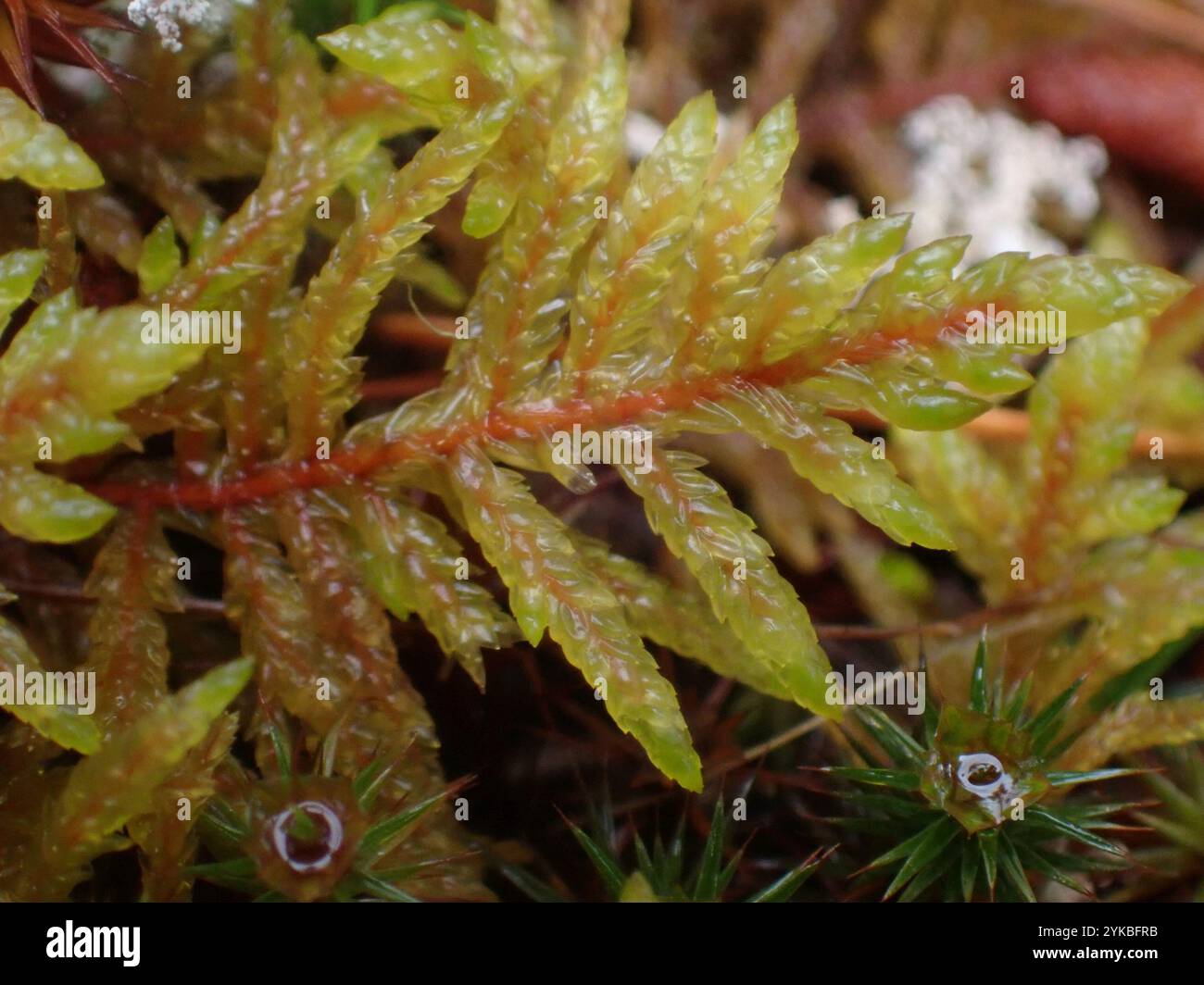 Red-stemmed Feather Moss (Pleurozium schreberi Stock Photo - Alamy