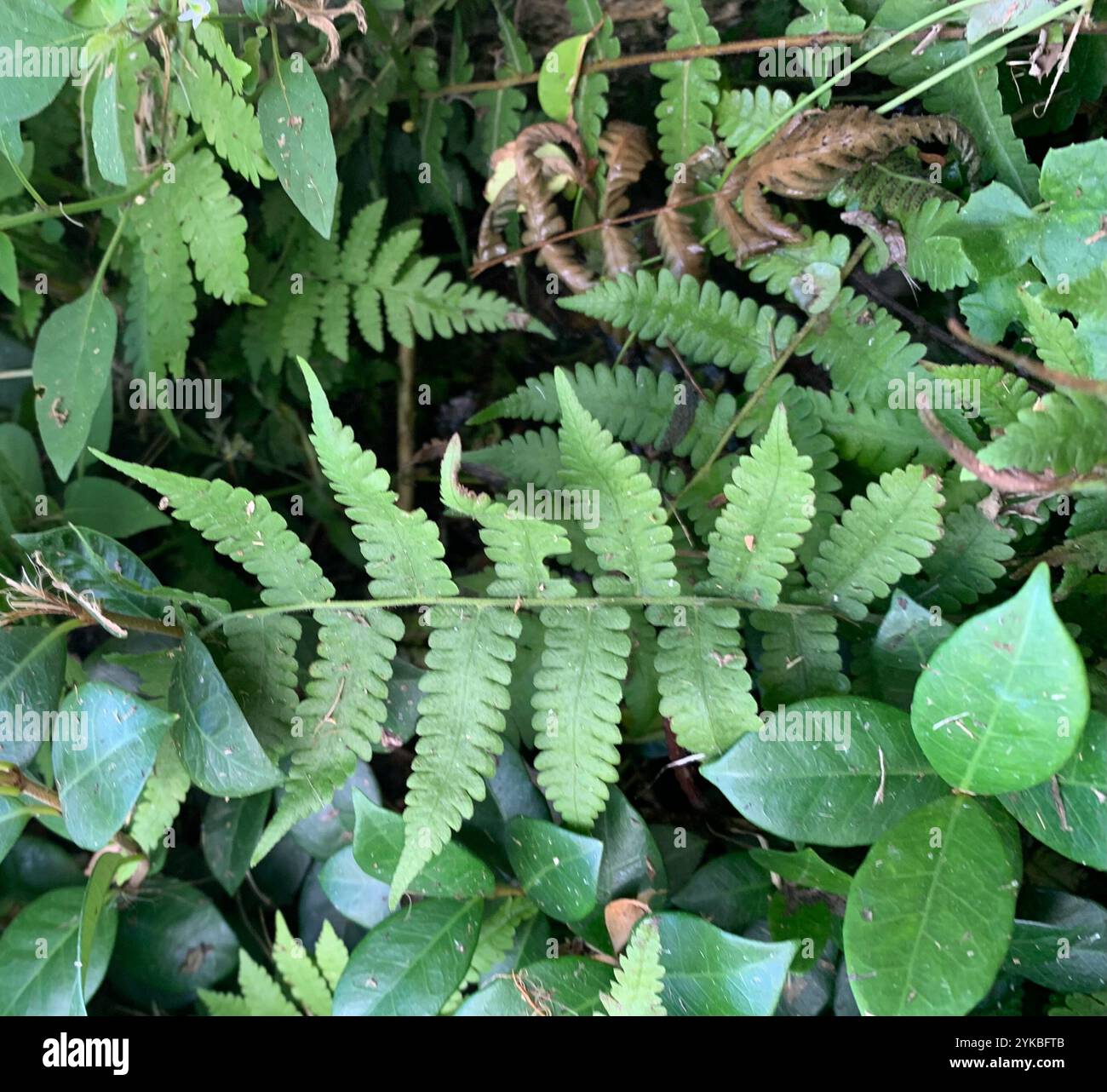 Soft Fern (Christella dentata Stock Photo - Alamy