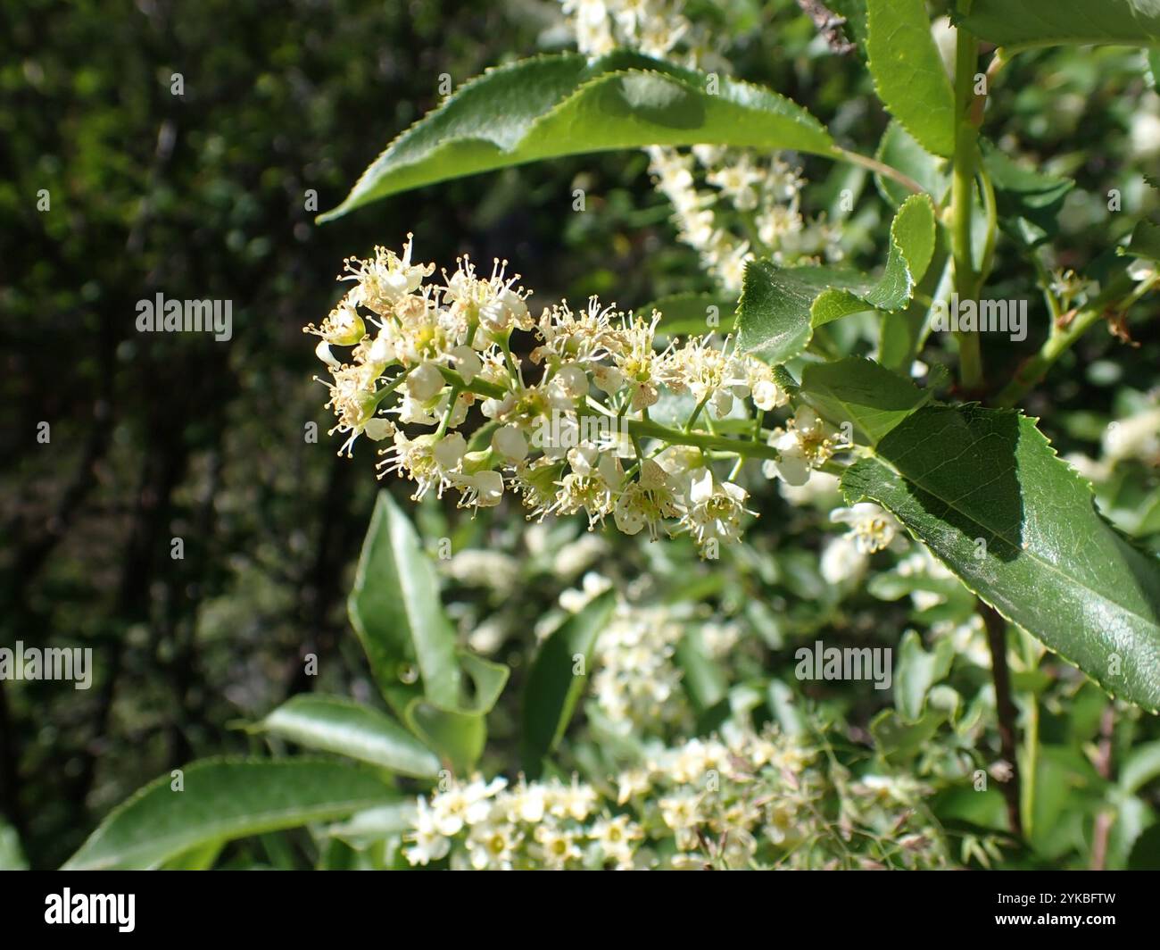 chokecherry (Prunus virginiana Stock Photo - Alamy