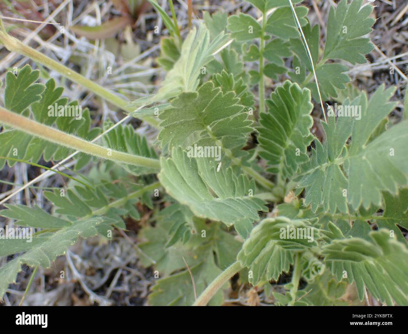 prairie smoke (Geum triflorum Stock Photo - Alamy