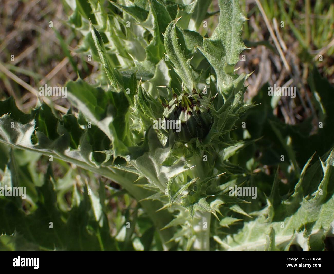wavyleaf thistle (Cirsium undulatum Stock Photo - Alamy