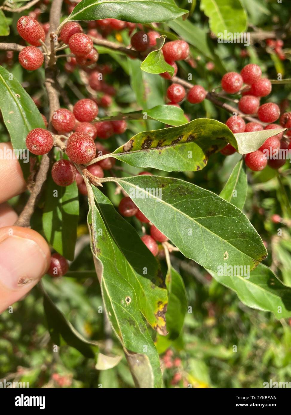 autumn olive (Elaeagnus umbellata Stock Photo - Alamy