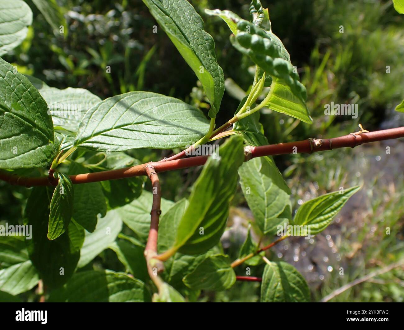 red osier dogwood (Cornus sericea Stock Photo - Alamy