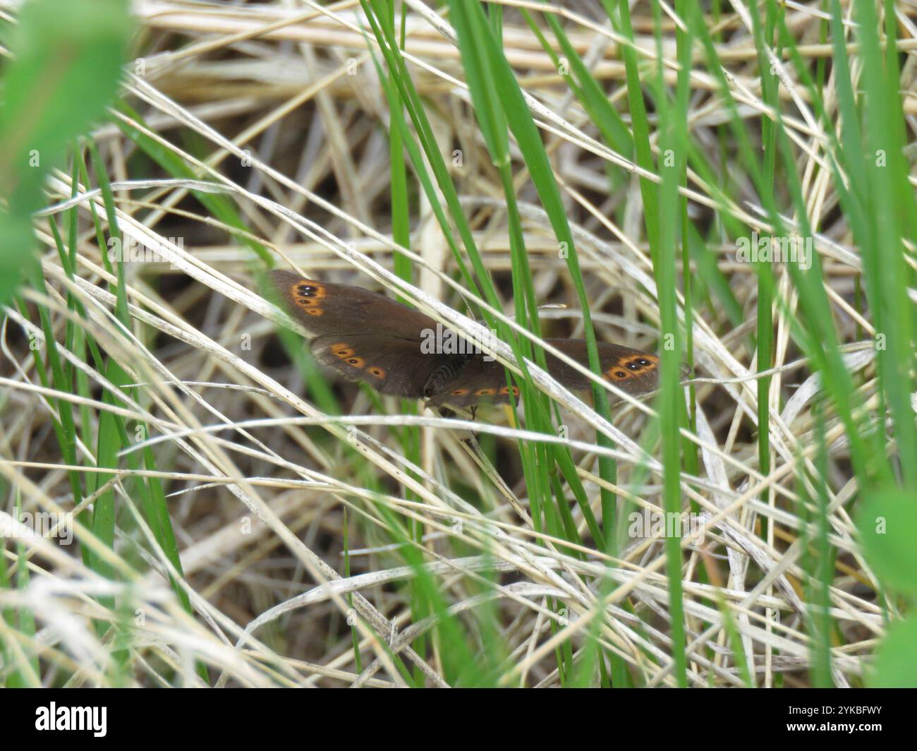 Common Alpine (Erebia epipsodea Stock Photo - Alamy