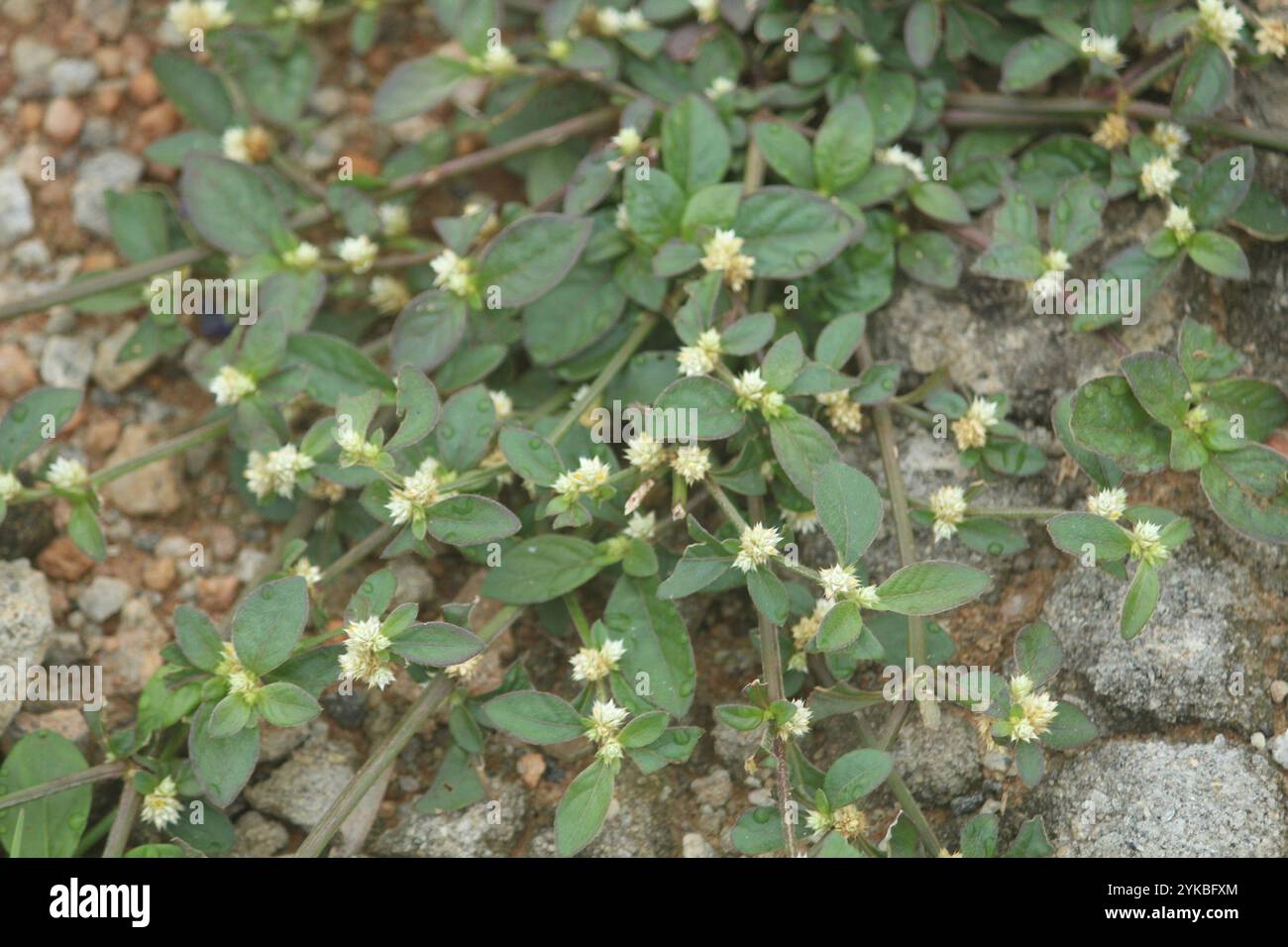 Alligatorweed (Alternanthera philoxeroides Stock Photo - Alamy