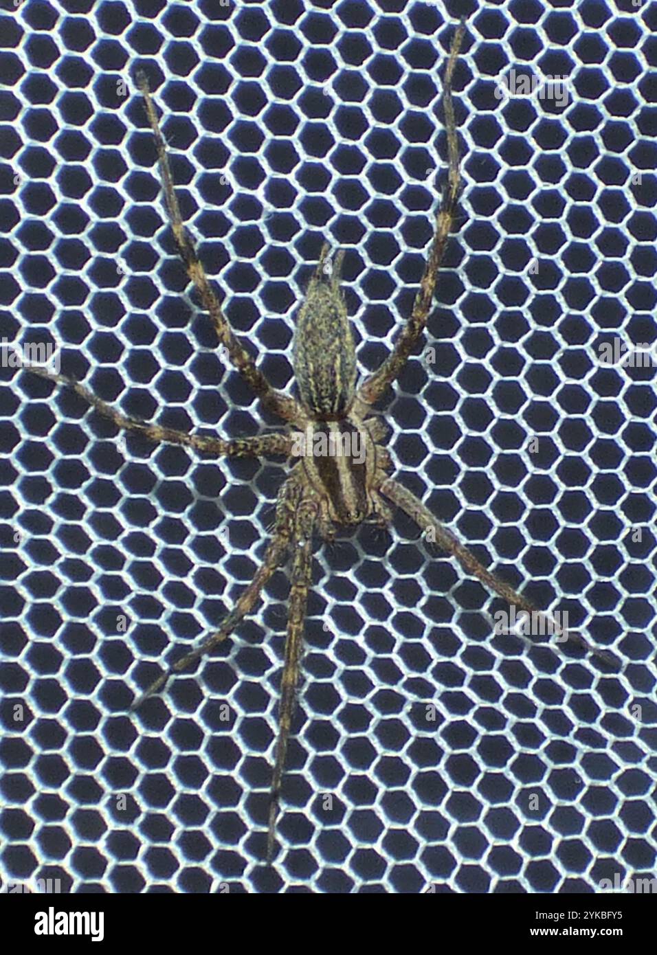 Grass Spiders (Agelenopsis Stock Photo - Alamy