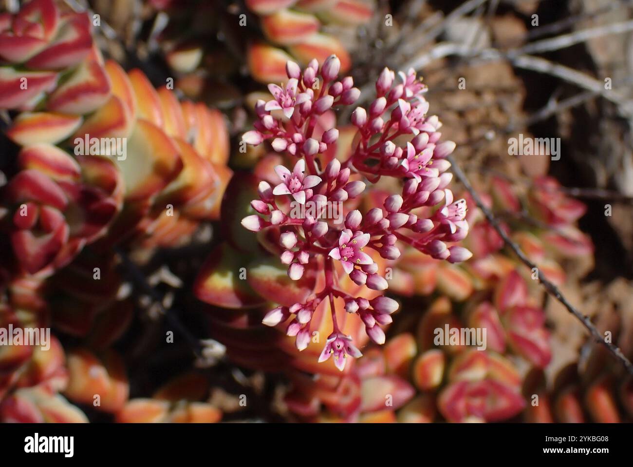 Kebab Bush (Crassula rupestris Stock Photo - Alamy