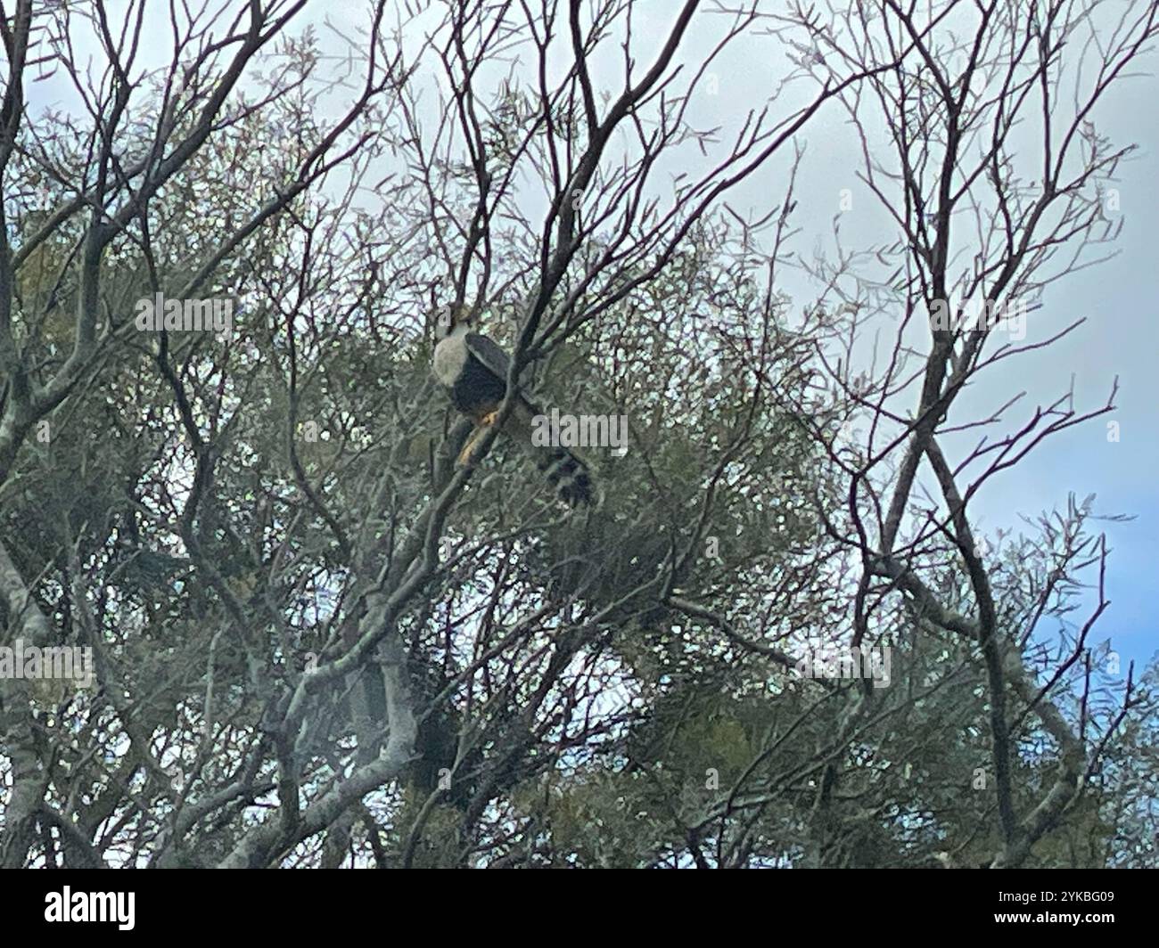 Aplomado Falcon (Falco femoralis Stock Photo - Alamy