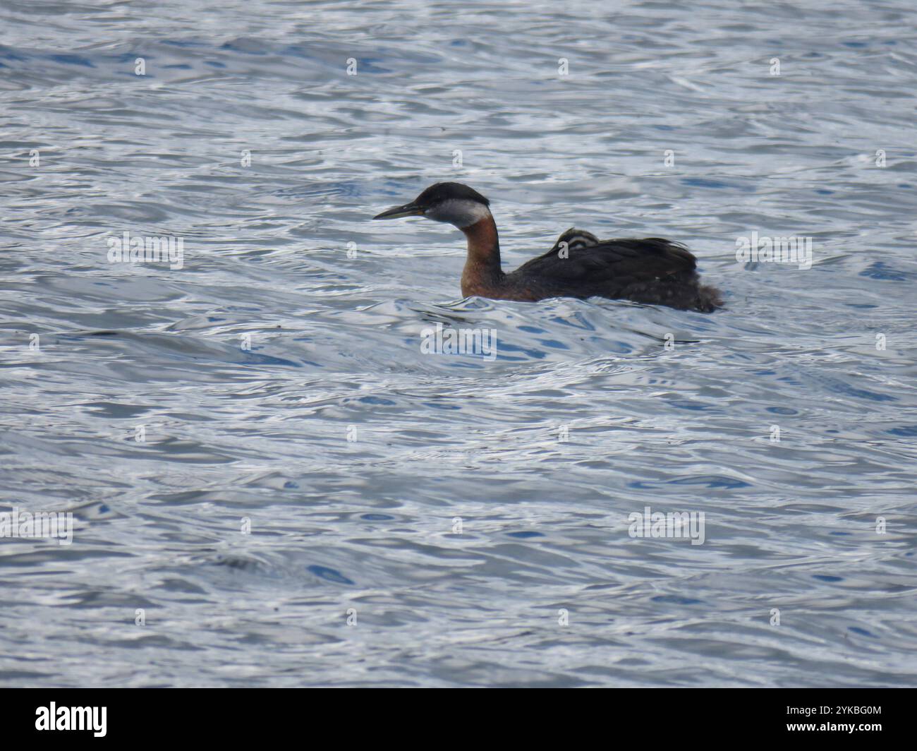 Red-necked Grebe (Podiceps grisegena Stock Photo - Alamy