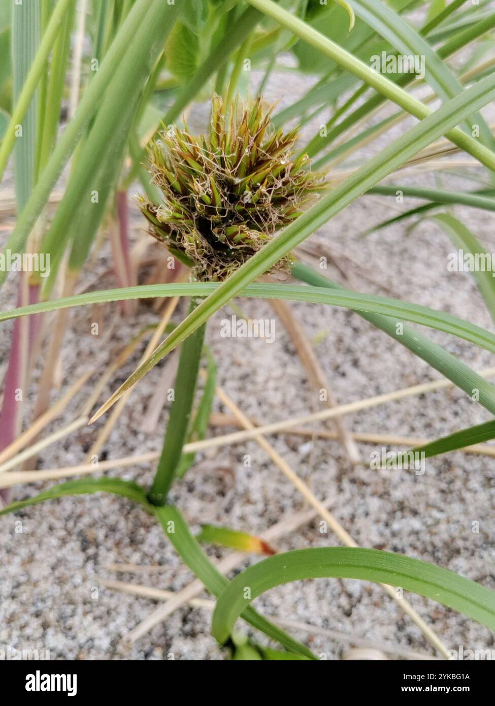 grasses, sedges, cattails, and allies (Poales Stock Photo - Alamy