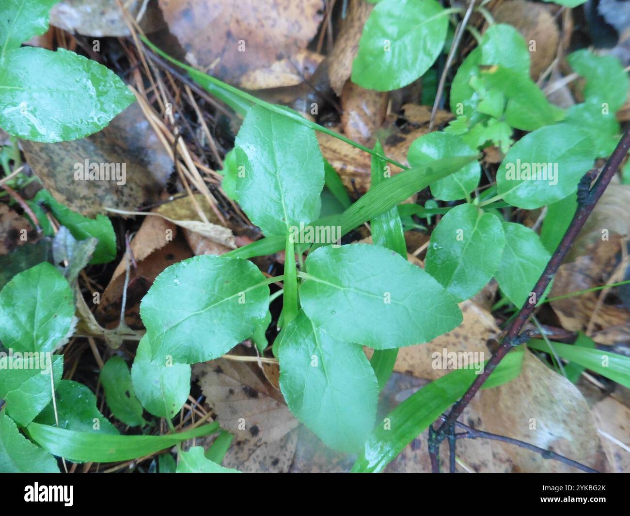 one-sided wintergreen (Orthilia secunda Stock Photo - Alamy