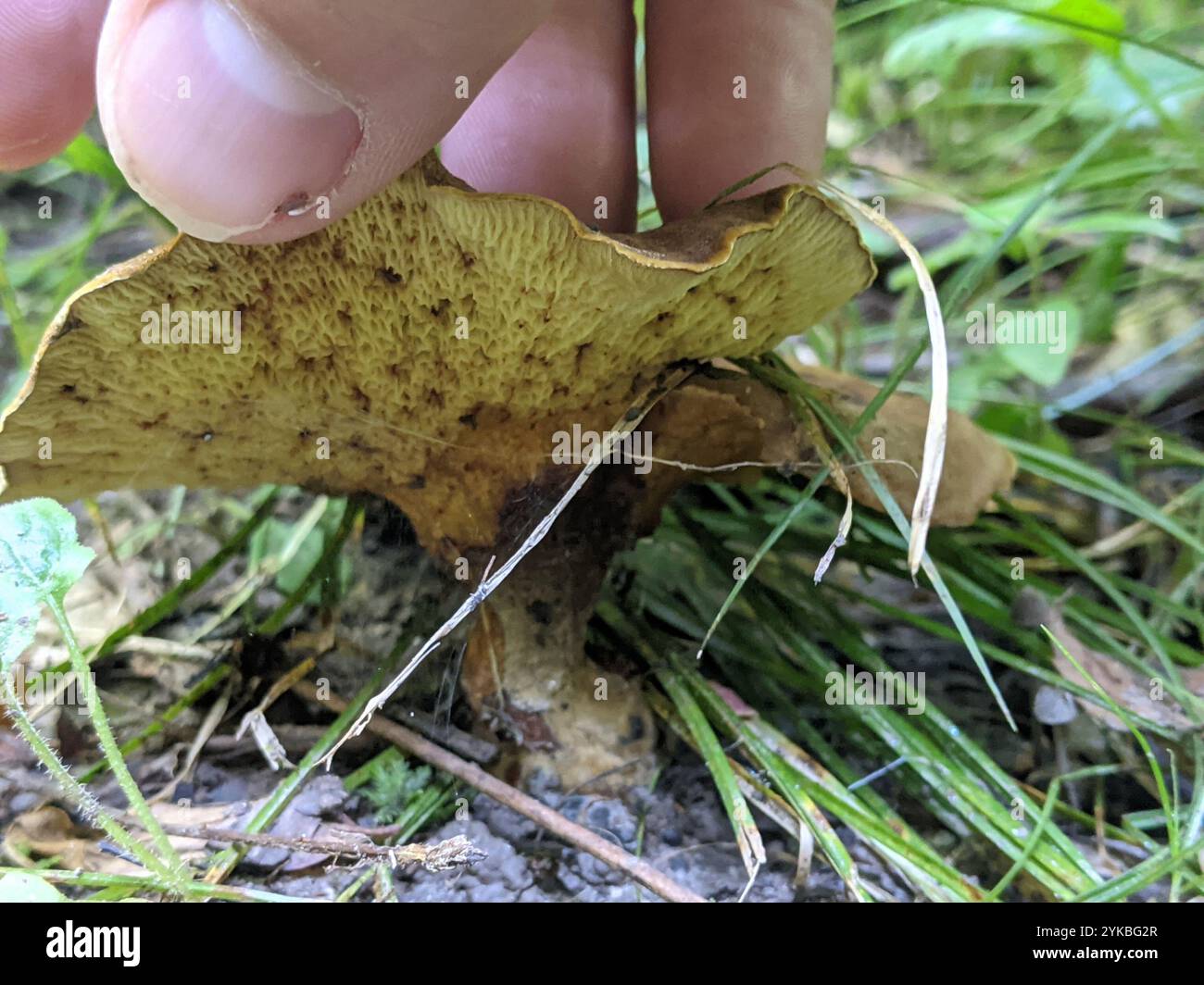 ash-tree bolete (Boletinellus merulioides Stock Photo - Alamy
