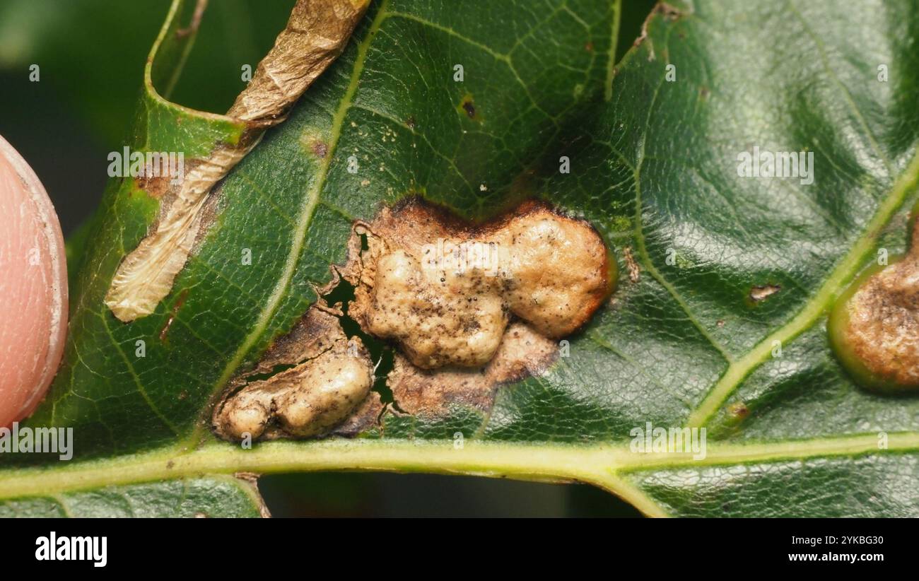Honeycomb leaf gall wasp (Callirhytis favosa Stock Photo - Alamy