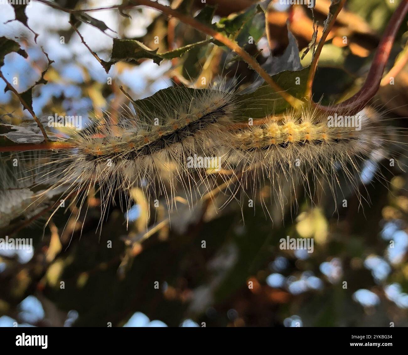 Fall Webworm Moth (Hyphantria cunea Stock Photo - Alamy