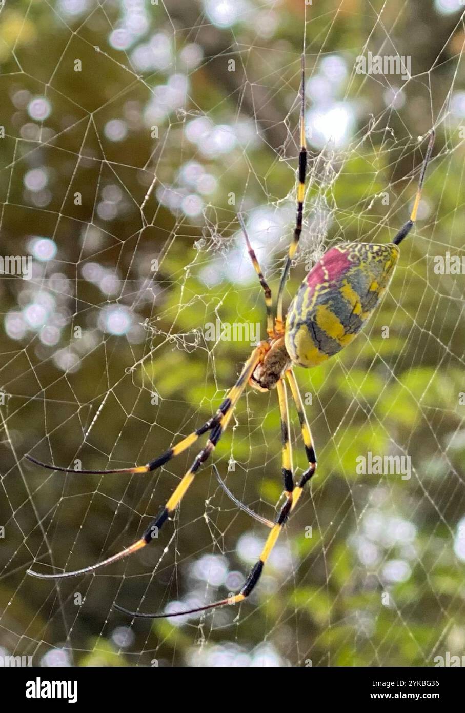 Joro Spider (Trichonephila clavata Stock Photo - Alamy Joro Spider (Trichonephila clavata Stock Photo - Alamy
