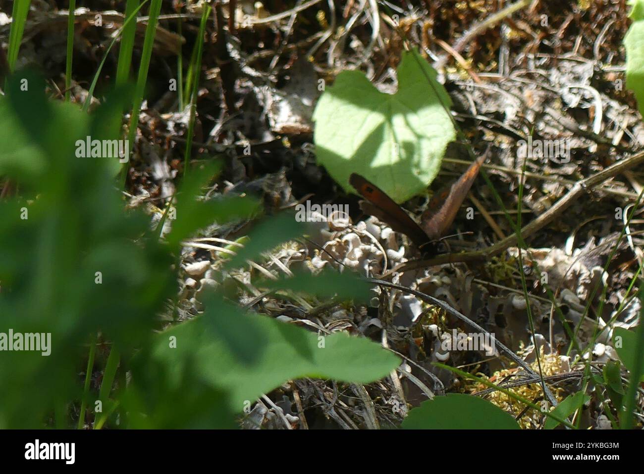 Common Alpine (Erebia epipsodea Stock Photo - Alamy