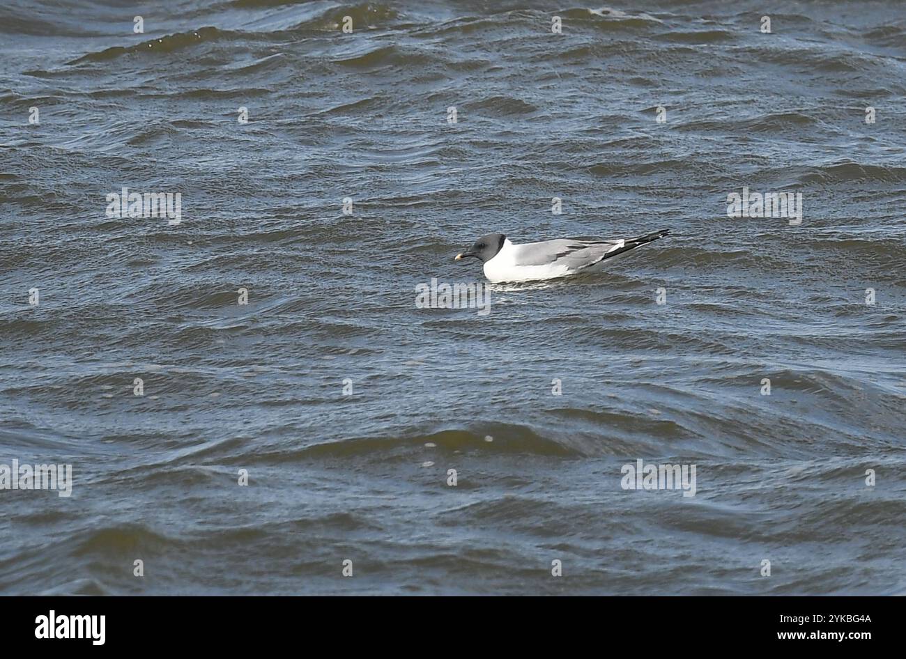 Sabine's Gull (Xema sabini Stock Photo - Alamy