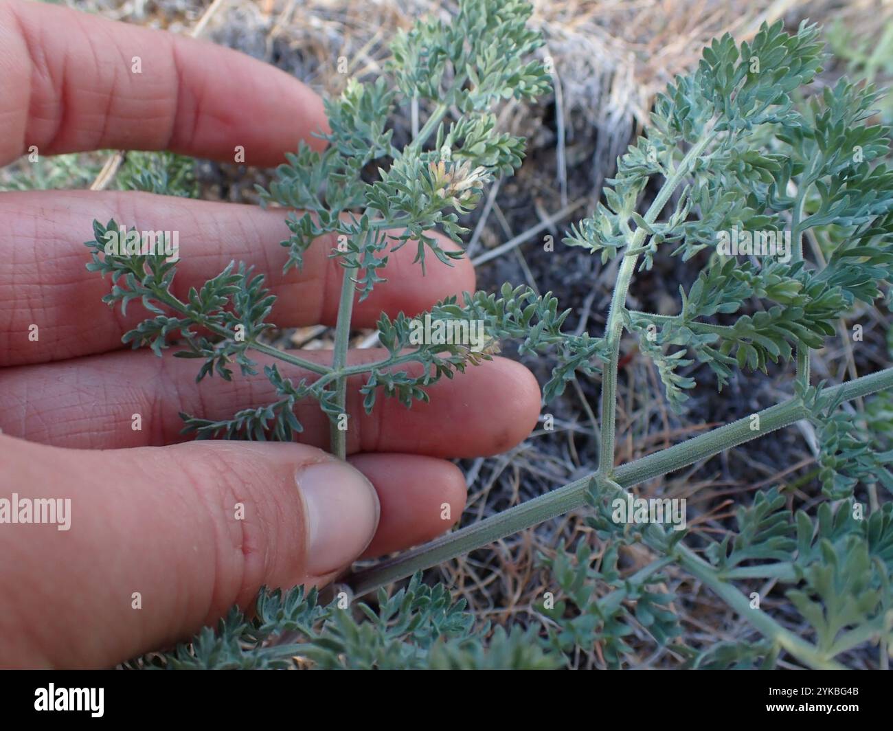 Bigseed hi-res stock photography and images - Alamy