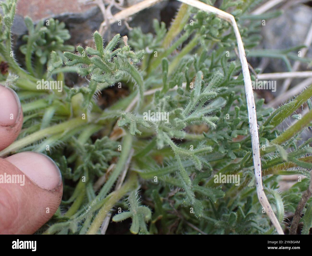 Cut leaf fleabane hi-res stock photography and images - Alamy