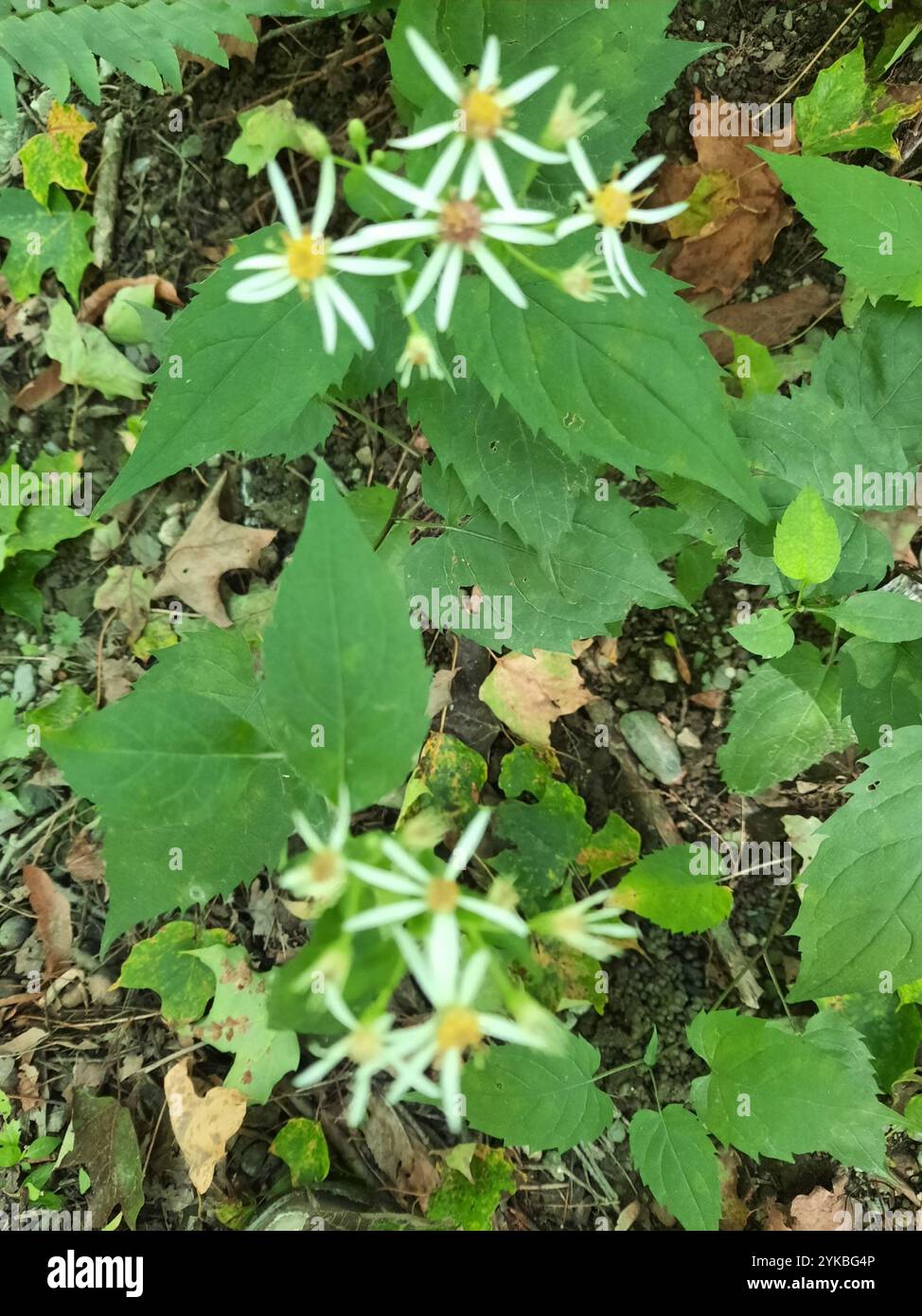 White Wood Aster (Eurybia divaricata Stock Photo - Alamy