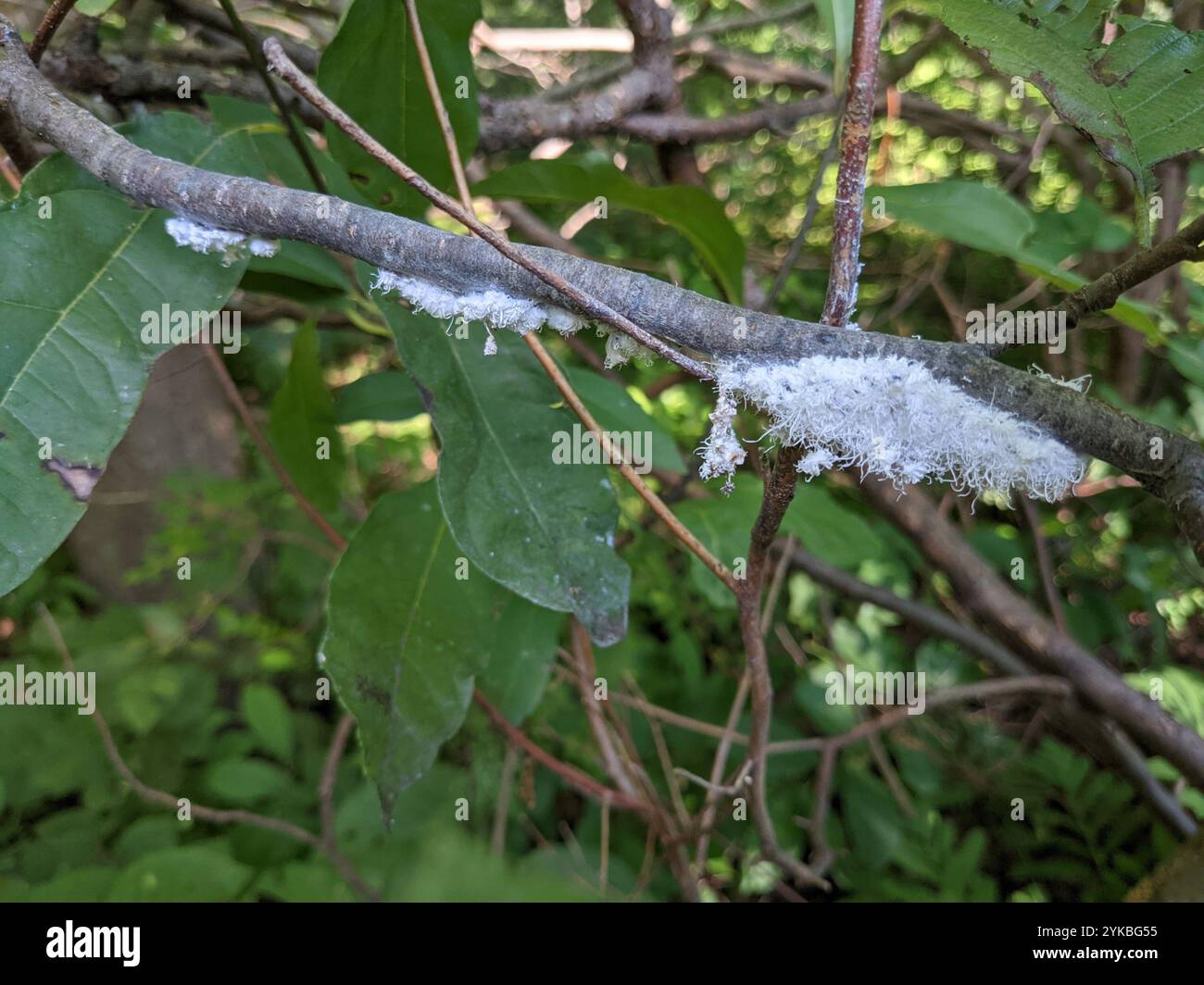 Woolly Alder Aphid (Prociphilus tessellatus Stock Photo - Alamy