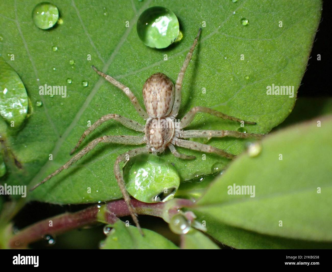 Running Crab Spiders (Philodromus Stock Photo - Alamy
