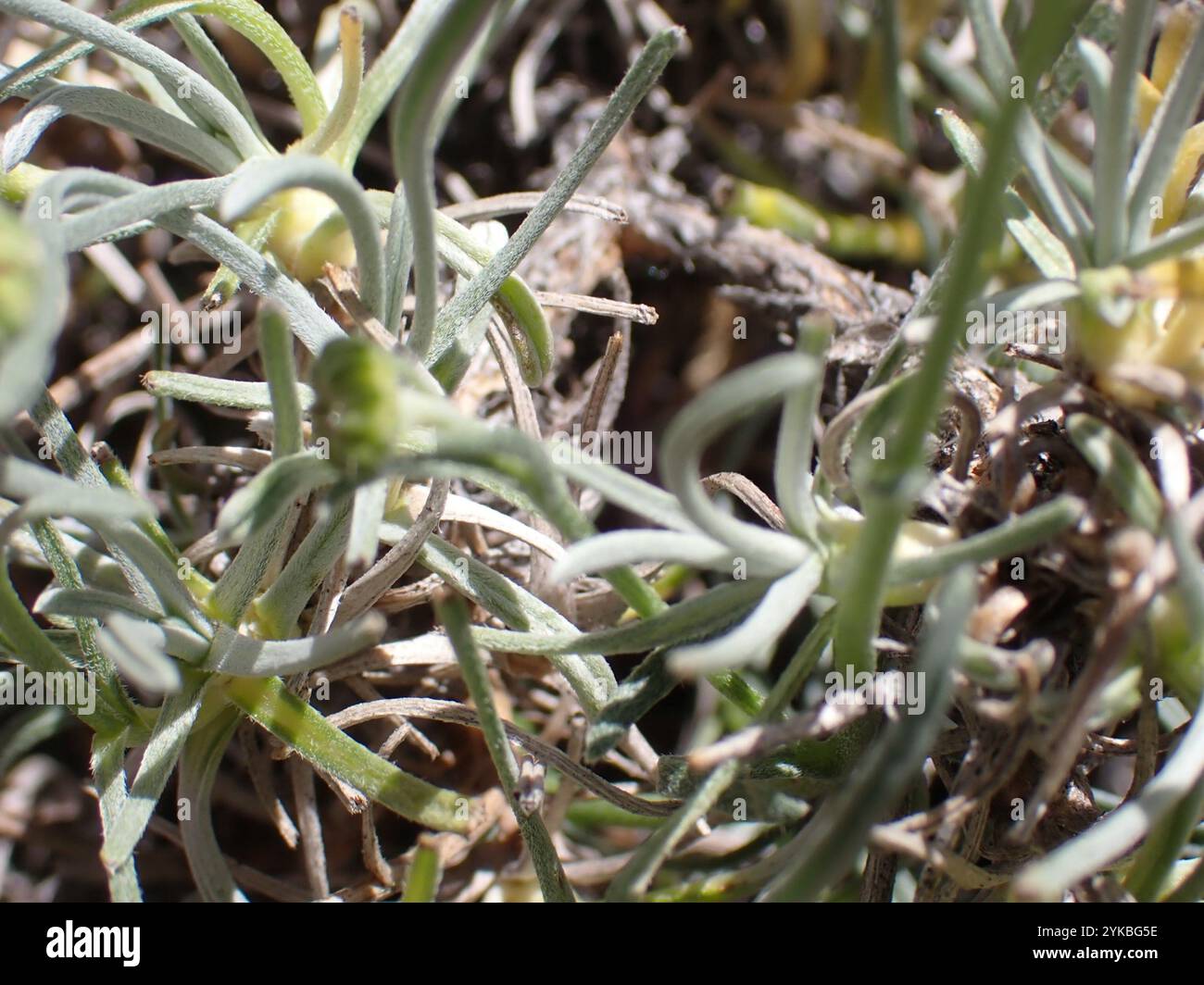 Desert Yellow Fleabane (Erigeron linearis Stock Photo - Alamy