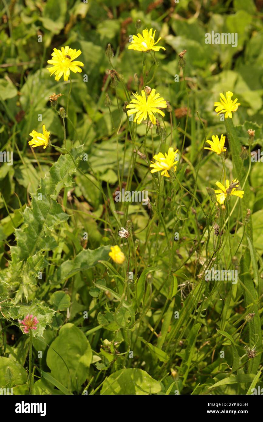 Autumn Hawkbit (Scorzoneroides autumnalis Stock Photo - Alamy