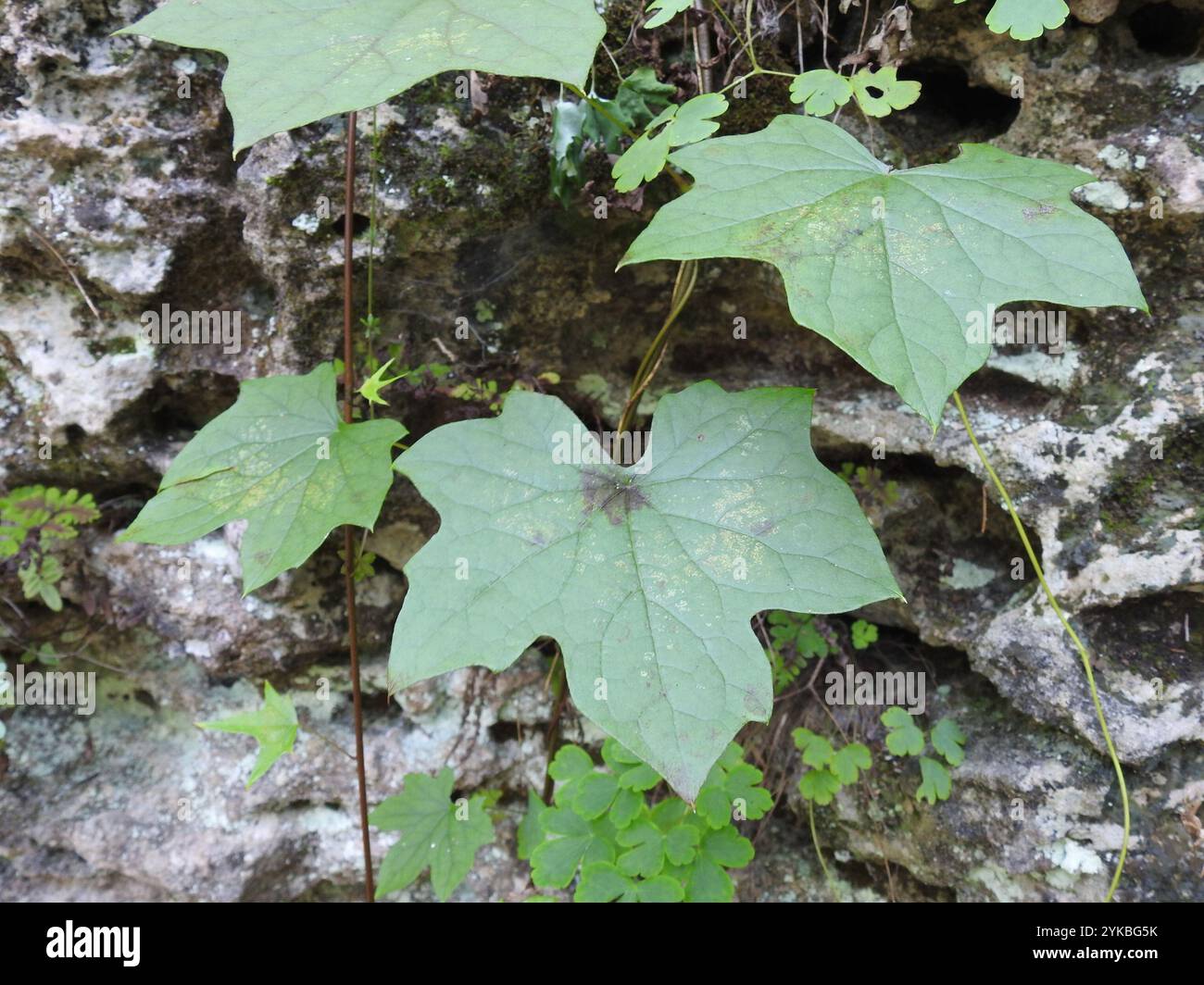 moonseed (Menispermum canadense Stock Photo - Alamy