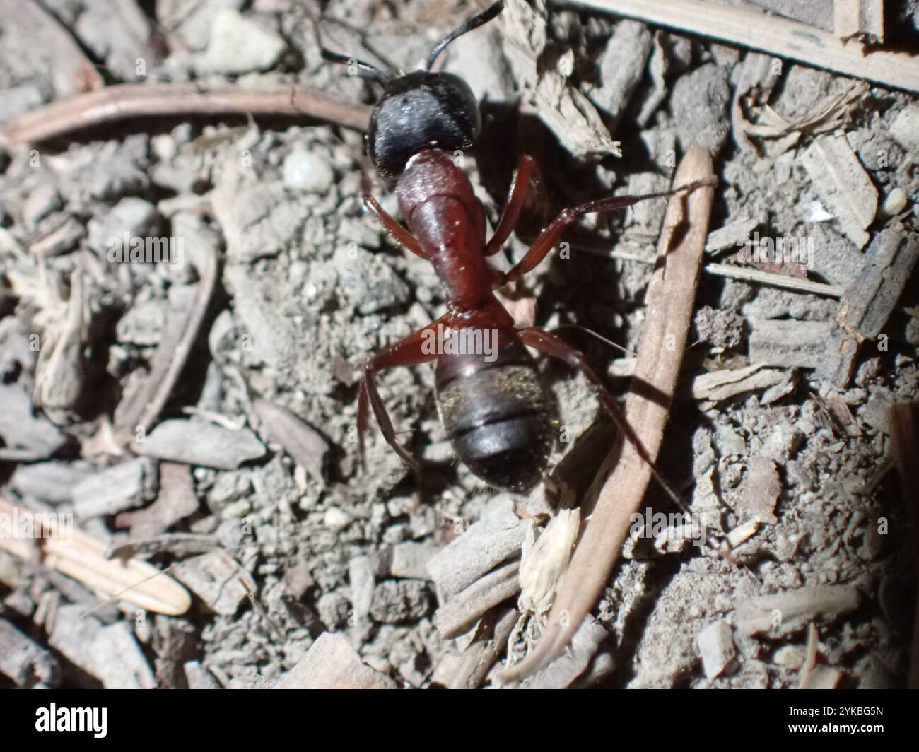 Camponotus vicinus hi-res stock photography and images - Alamy