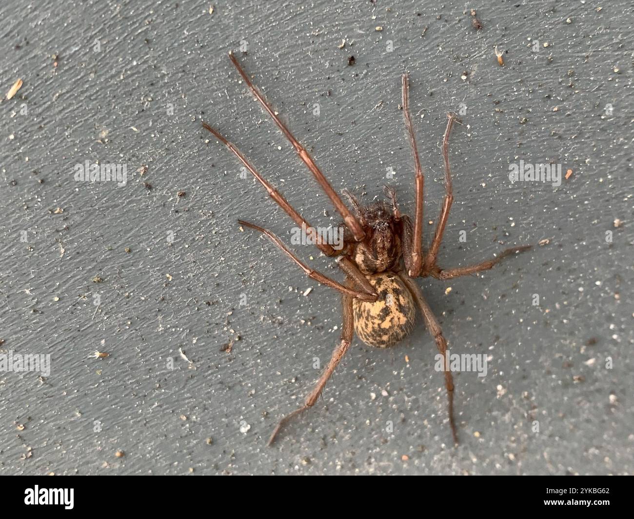 Giant House Spider Complex (Eratigena atrica Stock Photo - Alamy