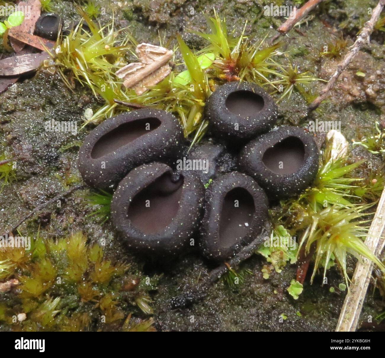 Plectania hi-res stock photography and images - Alamy