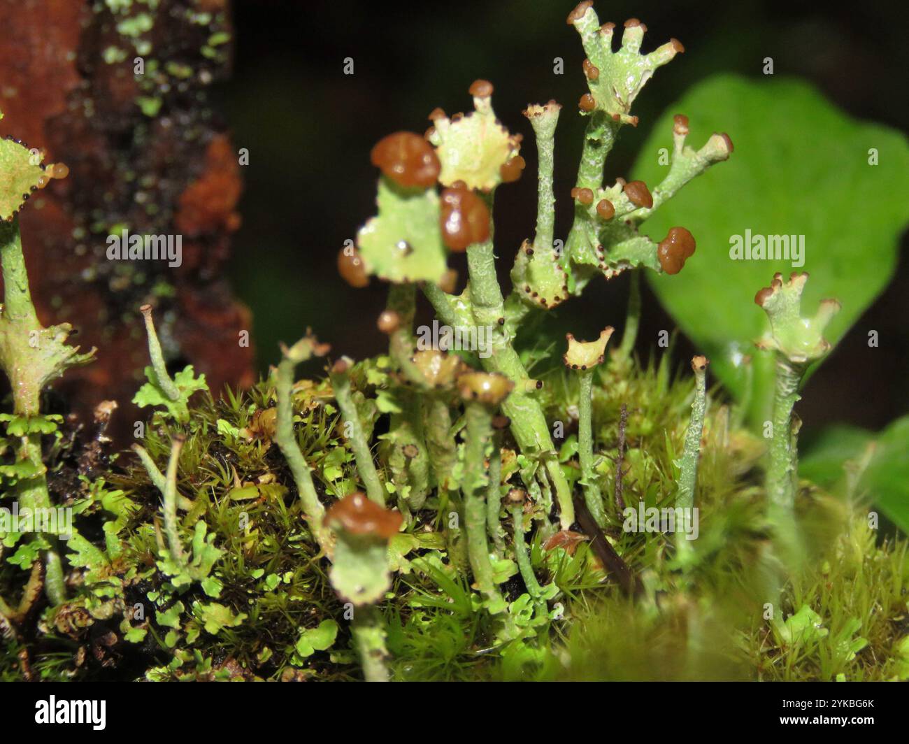 pixie cup and reindeer lichens (Cladonia Stock Photo - Alamy