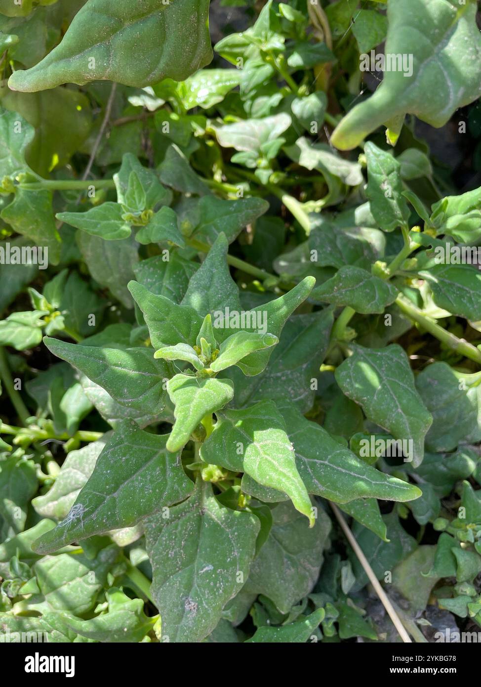 New Zealand Spinach (Tetragonia tetragonoides Stock Photo - Alamy