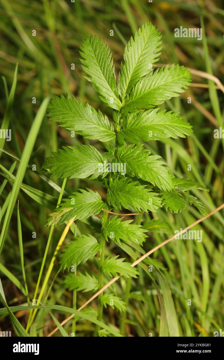common silverweed (Argentina anserina Stock Photo - Alamy