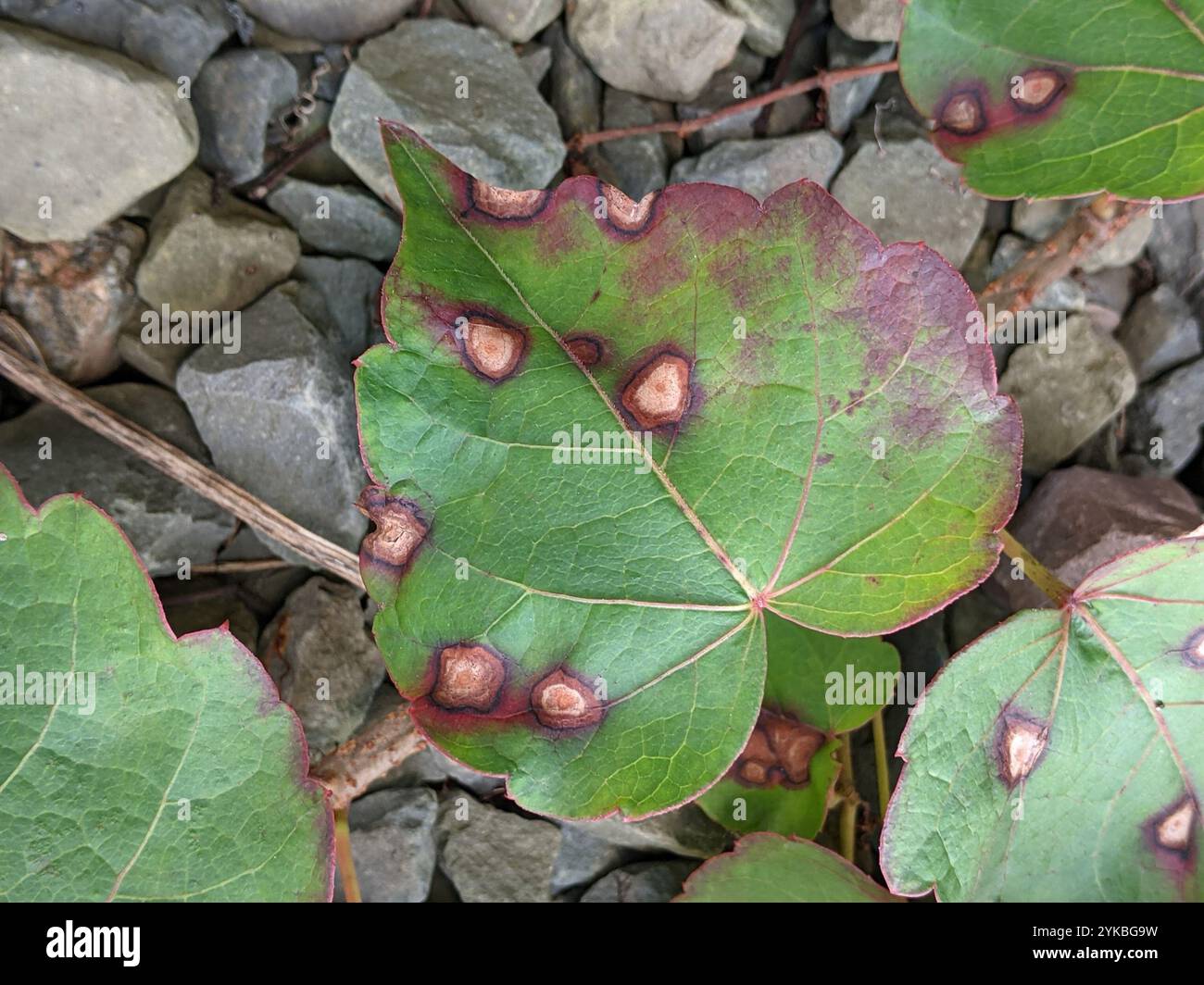 Phyllosticta hi-res stock photography and images - Alamy