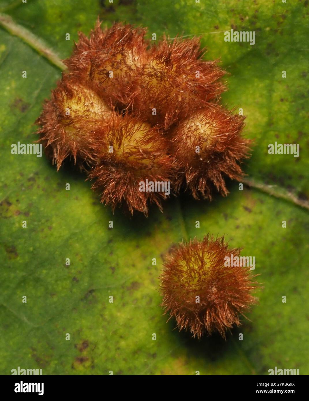 Furry Oak Leaf Gall Wasp (Callirhytis furva Stock Photo - Alamy