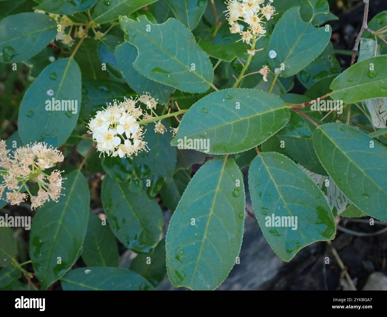 chokecherry (Prunus virginiana Stock Photo - Alamy