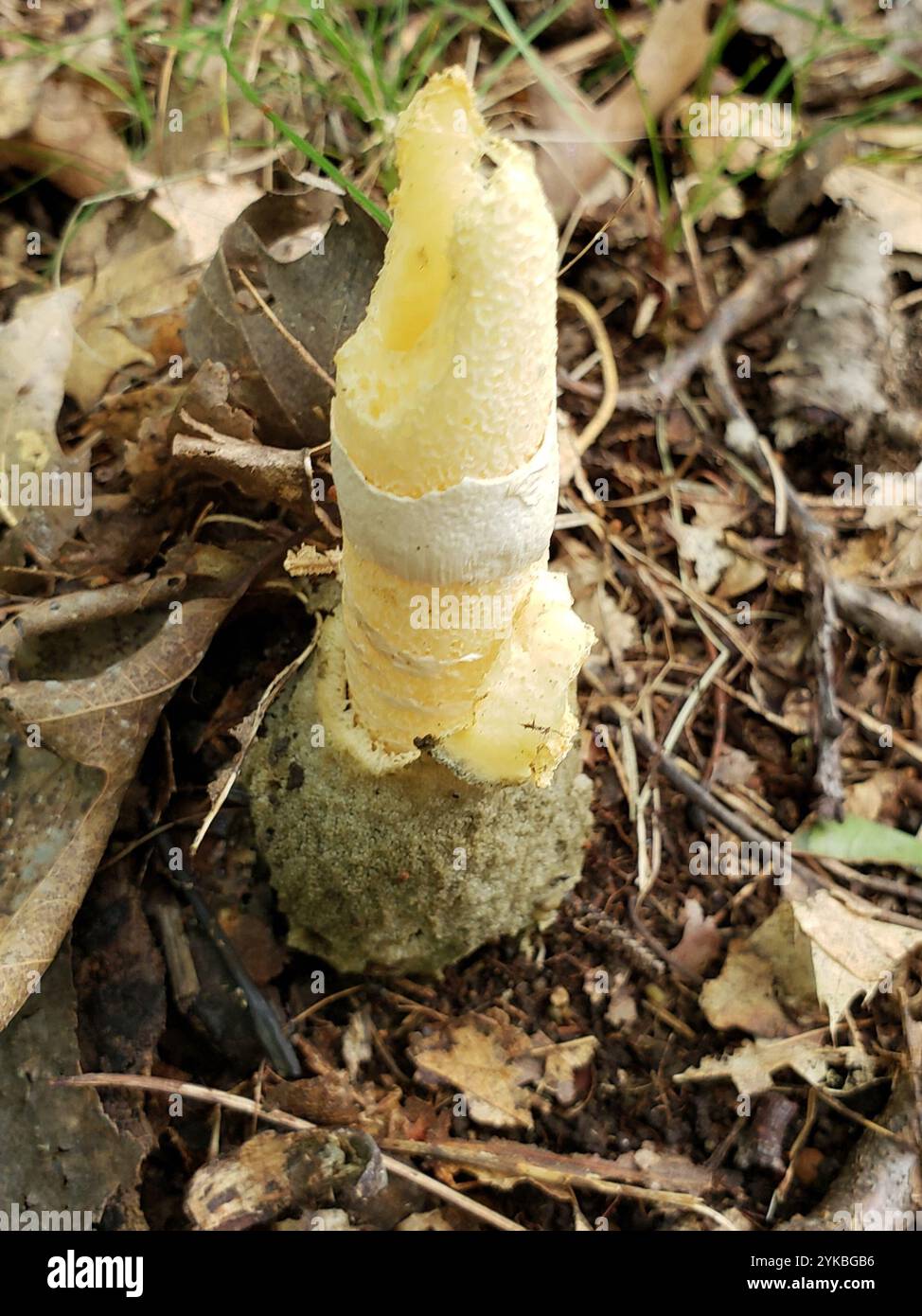 Ravenel's stinkhorn (Phallus ravenelii Stock Photo - Alamy