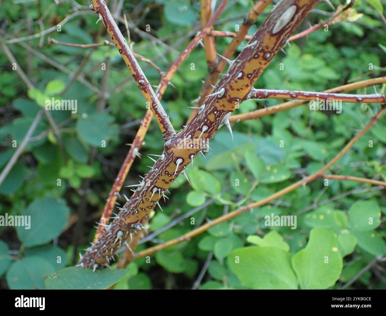 Prickly Wild Rose (Rosa acicularis Stock Photo - Alamy
