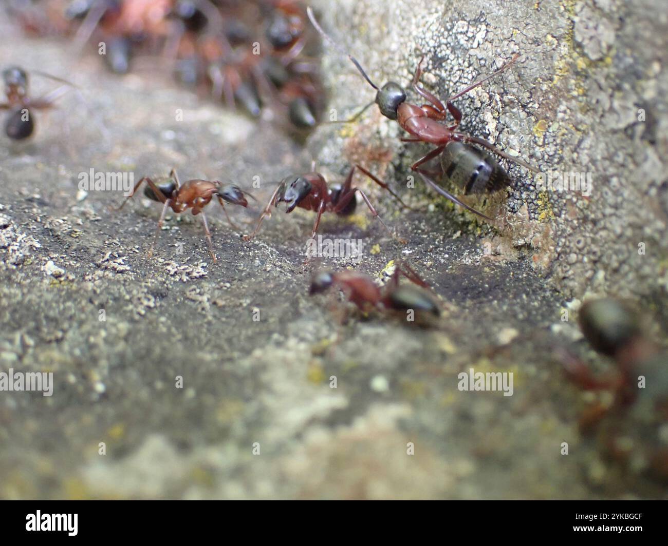 Bicolored Carpenter Ant (Camponotus vicinus Stock Photo - Alamy