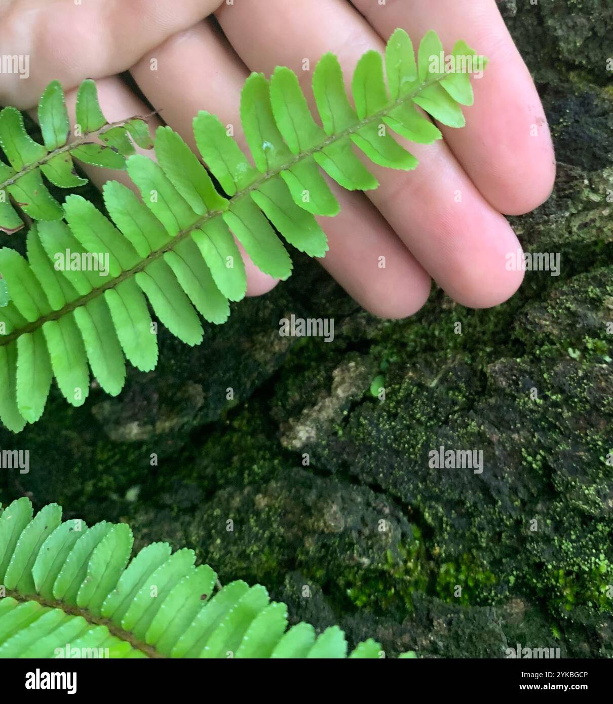 Fishbone Fern (Nephrolepis cordifolia Stock Photo - Alamy