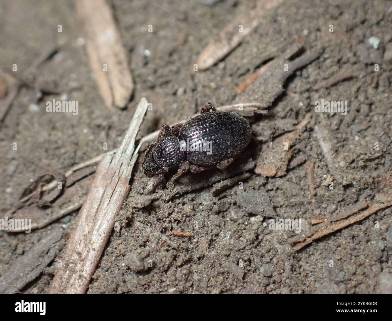 Strawberry Root Weevil (Otiorhynchus ovatus Stock Photo - Alamy