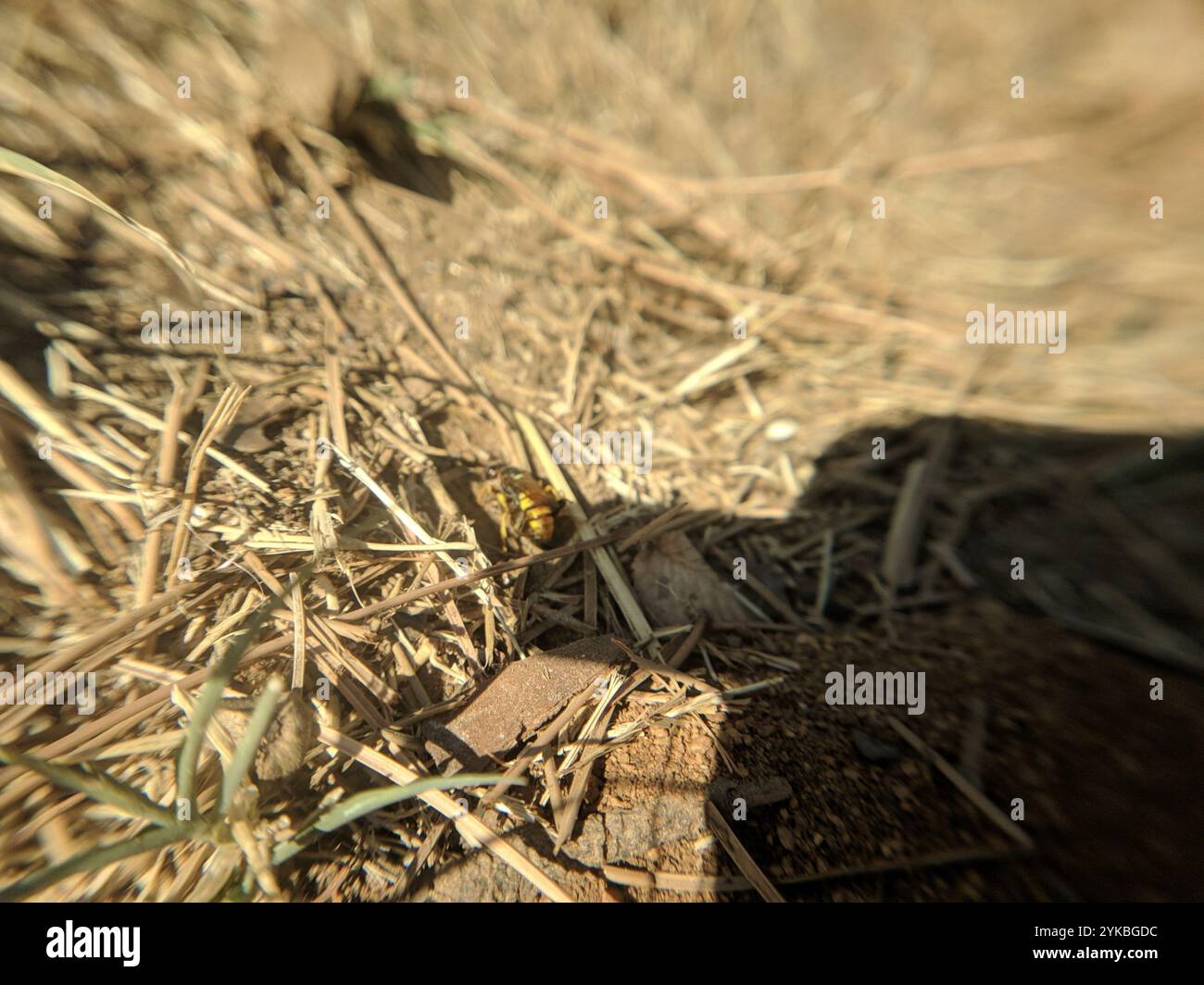 European beewolf (Philanthus triangulum Stock Photo - Alamy
